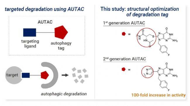 蛋白降解：AUTOTAC、第一代、第二代 AUTAC? 你分清了吗？ | MedChemExpress (MCE) - 知乎