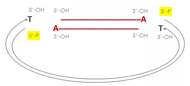 干货 | 克隆实验中常用的T4 DNA连接酶，你是否真的了解它？ - 知乎