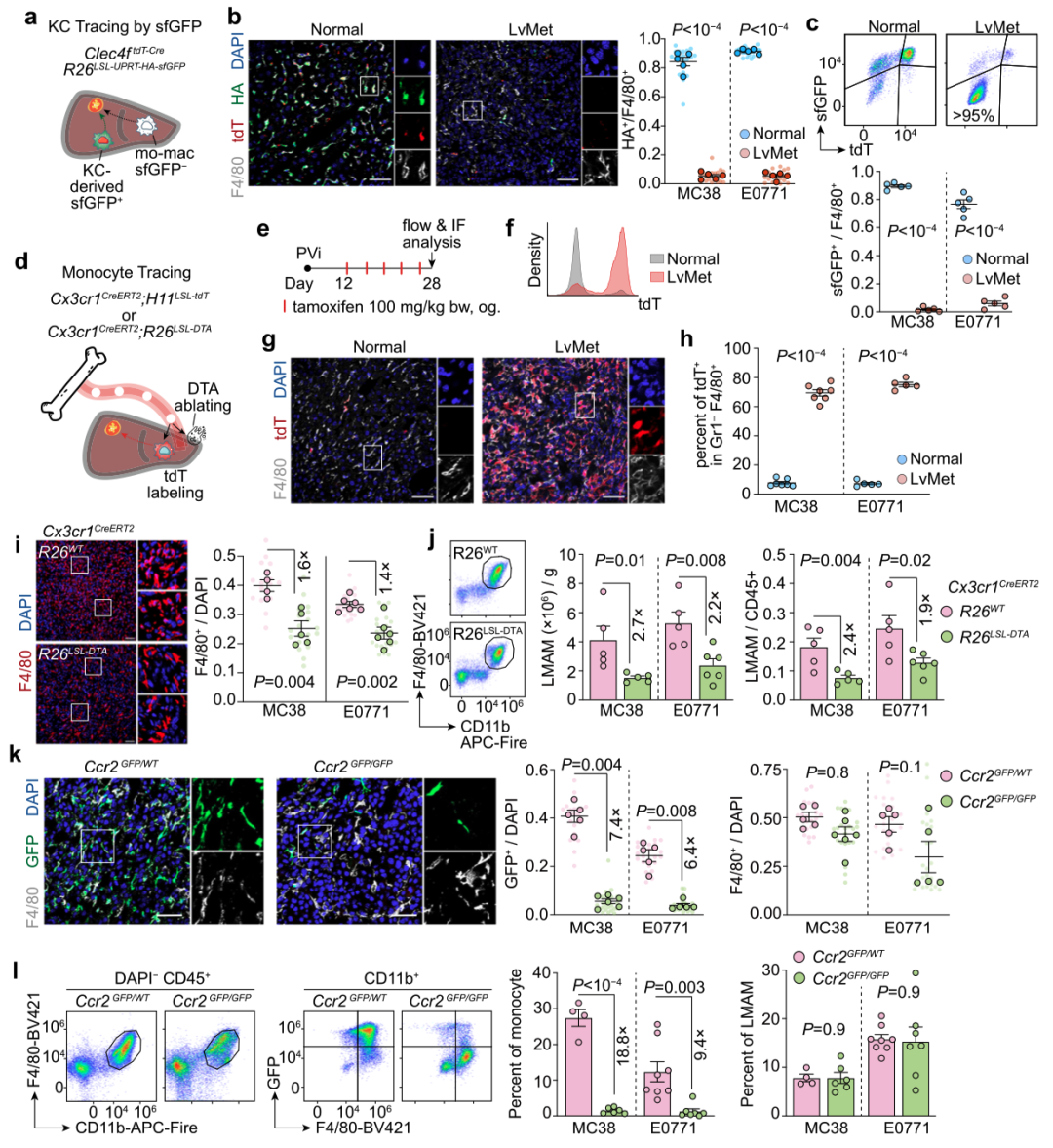 Nature 子刊丨免疫抑制性肝转移相关巨噬细胞的功能特征及其源头 - 知乎