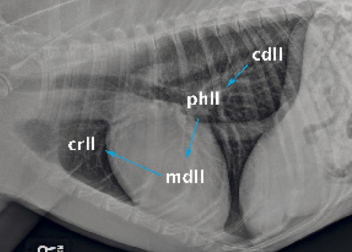 超声评估：AFAST和TFAST概述 - 知乎
