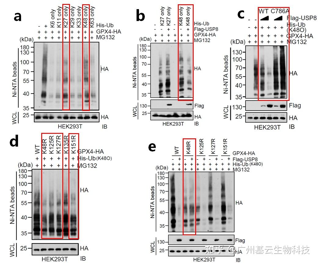 《PNAS》解读：去泛素化修饰-顺序渐进-刨根问底。去泛素化酶USP8靶向铁死亡提高肿瘤免疫治疗的机制 - 知乎