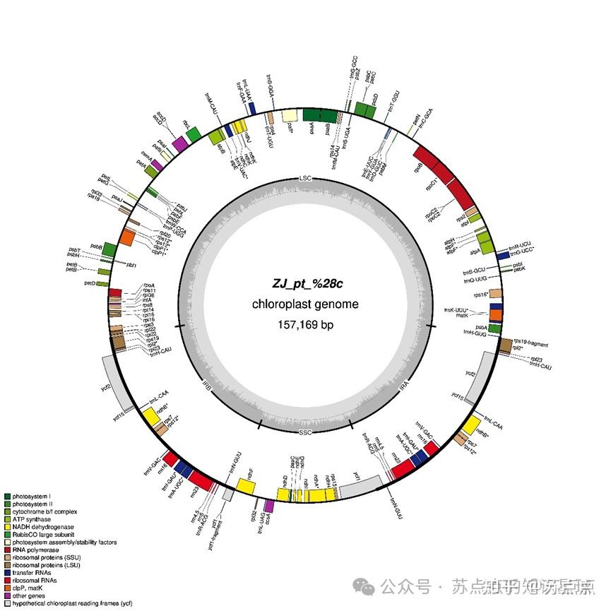 茶树 | 叶绿体基因组组装一步到位（Getorganelle） - 知乎