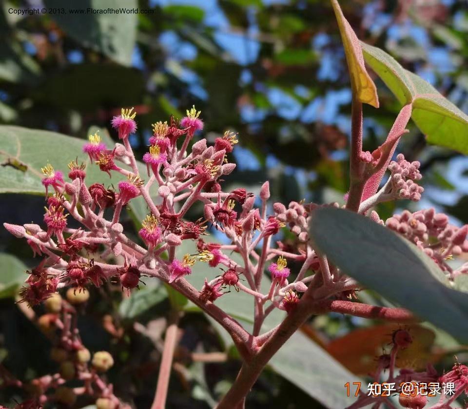 单种科植物有哪些呢？下面来为你盘点一下 - 知乎
