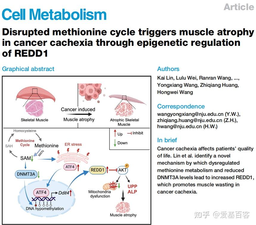 Cell Meb | 国自然热点DNA甲基化和蛋氨酸代谢共同解析癌症恶病质肌肉萎缩的机制 - 知乎