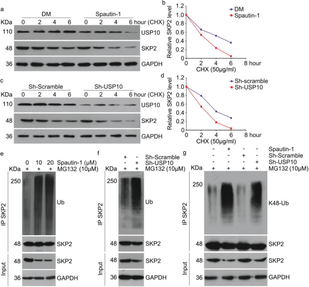 USP10通过稳定慢性粒细胞白血病中的SKP2来调节SKP2/Bcr-Abl轴 - 知乎