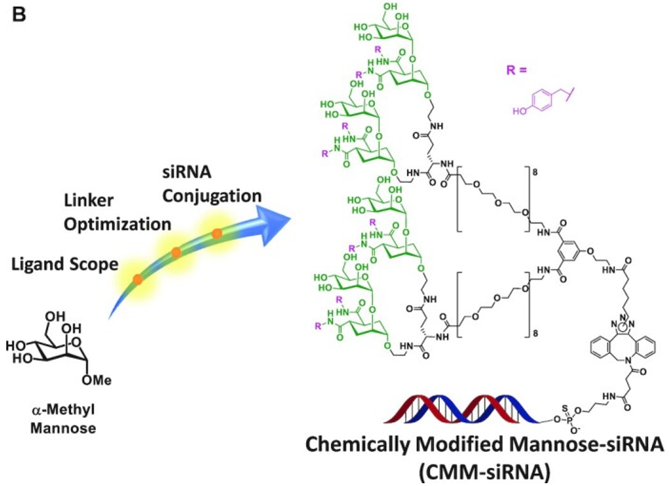 siRNA药物递送技术前瞻：从肝脏到全身治疗的新时代开启 - 知乎