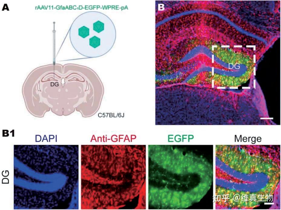 能够特异性靶向神经胶质细胞的AAV血清型有哪几种？ - 知乎