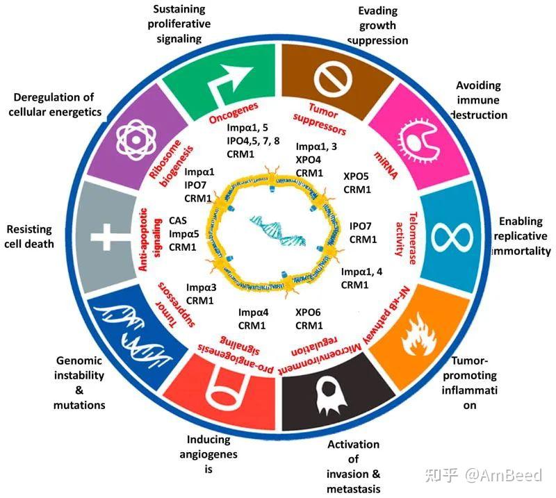 【AmBeed简析】STAT3结构及其抑制剂 - 知乎