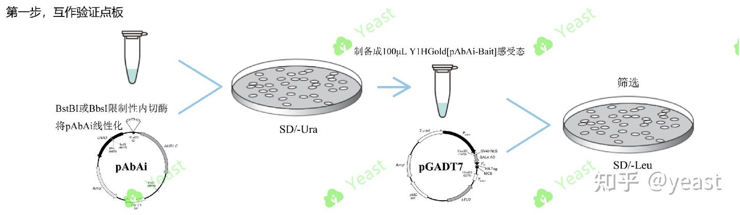 Y1HGold-pAbAi酵母单杂互作验证流程图 - 知乎