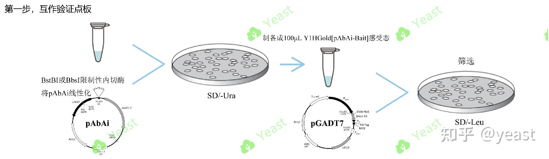 Y1HGold-pAbAi酵母单杂互作验证流程图 - 知乎