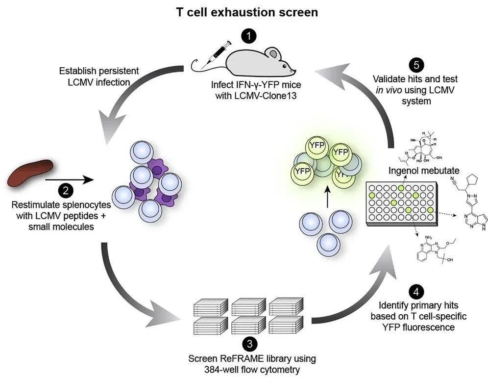 【Science】背靠背，JAK 抑制剂增强免疫检查点阻断疗法在临床中的响应 - 知乎