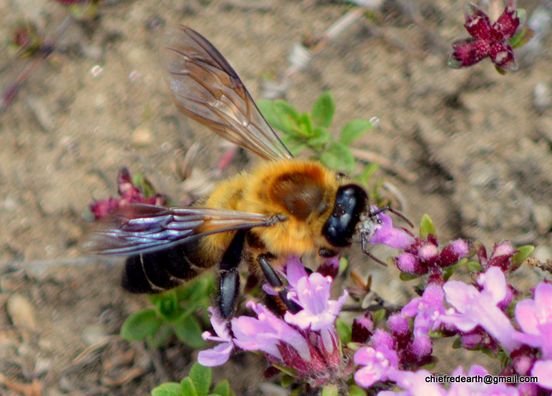 【世界蜜蜂日特辑】大蜜蜂亚属Megapis：席卷花海的鎏金风暴 - 知乎