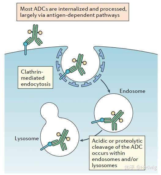 30分钟入门ADC-1：ADC概述 - 知乎