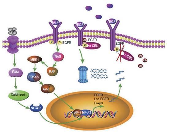 研究人员发现c-Cbl蛋白如何调节肿瘤生长 - 知乎