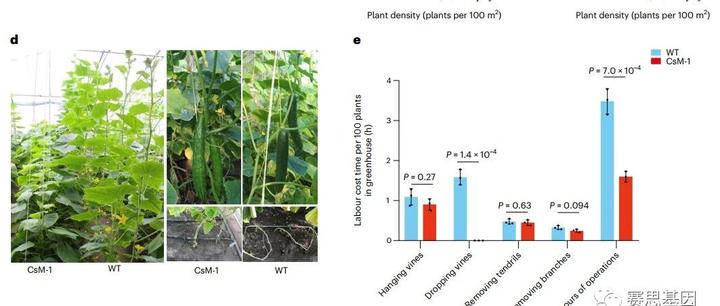 【NAT PLANTS】利用自然等位基因，通过控制植物生长结构，从而提高瓜类作物生产力 - 知乎