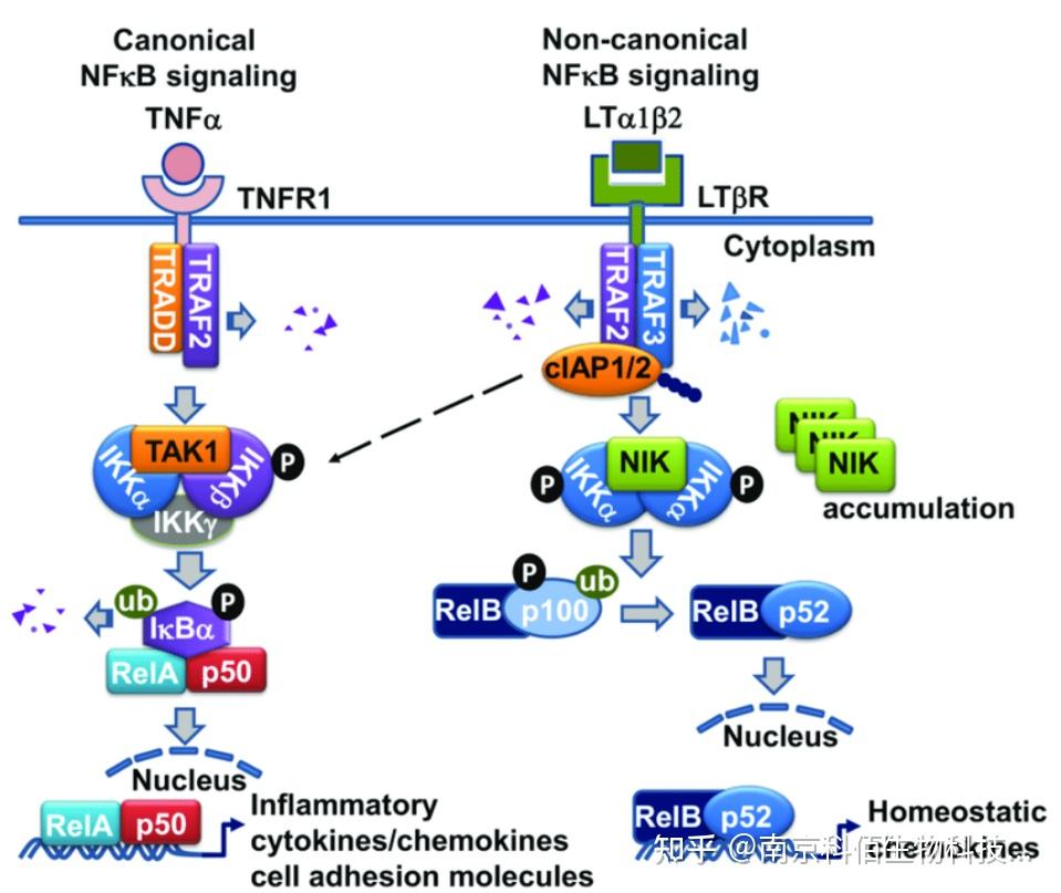 LTβR信号通路诱导三级淋巴结构的形成，促进趋化因子的表达 - 知乎