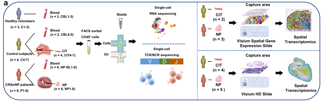 文献解读 | 10x 单细胞HD空转联合应用—揭示GZMK+CD8+ T细胞在鼻息肉中的促炎作用 - 知乎
