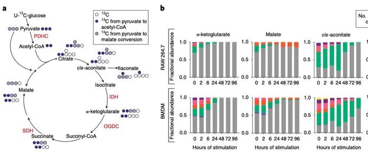 Nature Metabolism丨巨噬细胞响应脂多糖和干扰素-γ刺激的两阶段代谢重塑 - 知乎