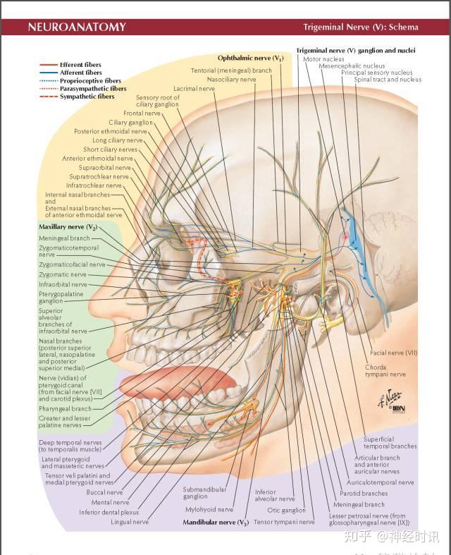 Netter脑神经解剖（精美原版高清彩色大图） - 知乎
