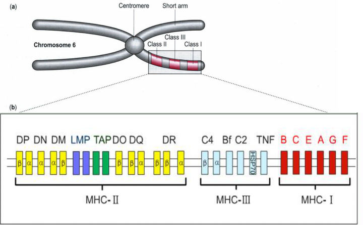 基因“身份证”--人类白细胞抗原：HLA - 知乎