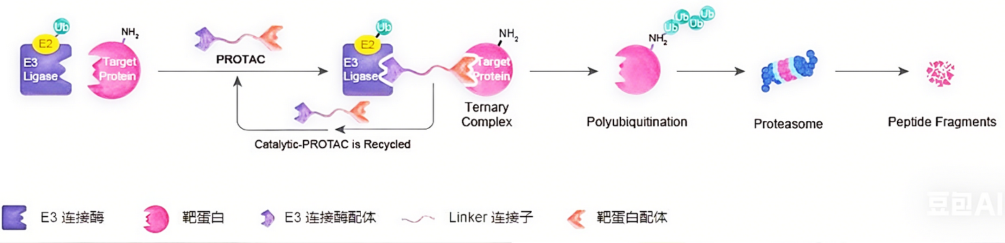 PROTAC设计三要素：E3连接酶配体、Linker与靶蛋白配体（附阿拉丁试剂选型指南） - 知乎