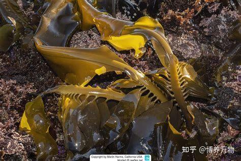 海带目Laminariales:壮丽巨藻，海中森林的创建者 - 知乎