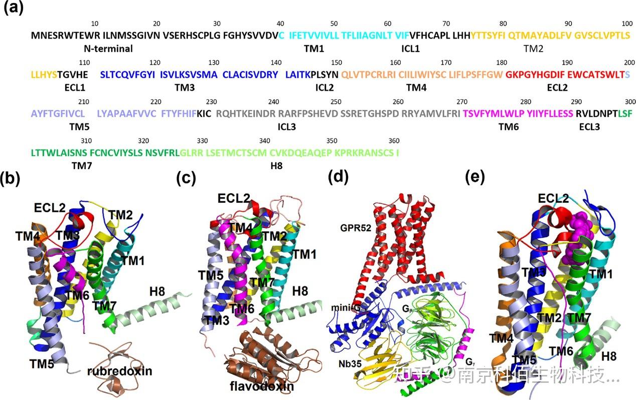 药靶细胞模型---GPR52——神经治疗潜在靶点 - 知乎