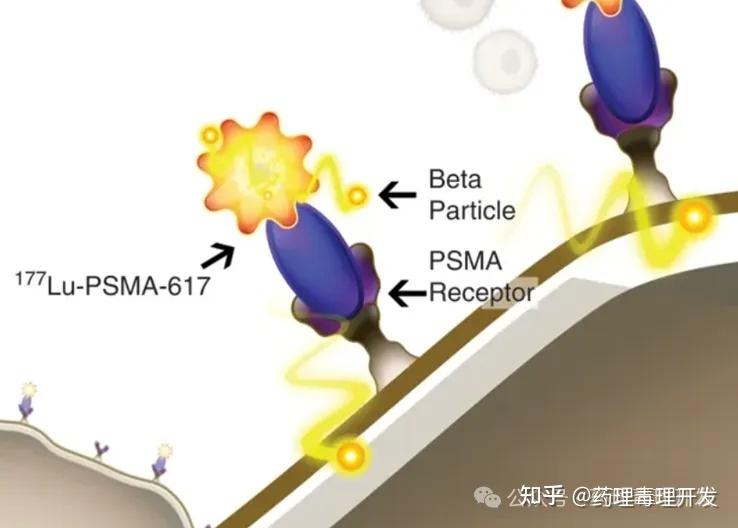 放射性治疗药物FDA、EMA、NMPA非临床研究要求对比及案例分析 - 知乎