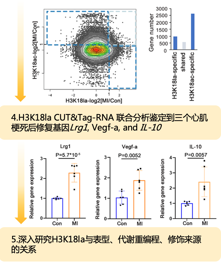 三大经典CUT&Tag应用场景 - 知乎