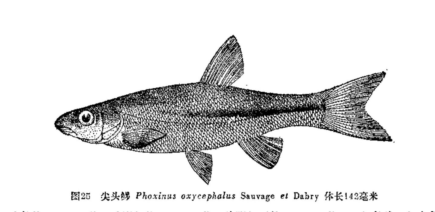 中国原生鱼：北京的鱼类 - 知乎