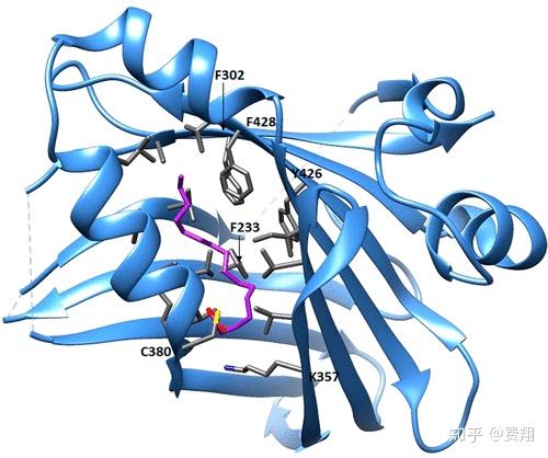 【JMC】TEAD靶点综述 - 知乎