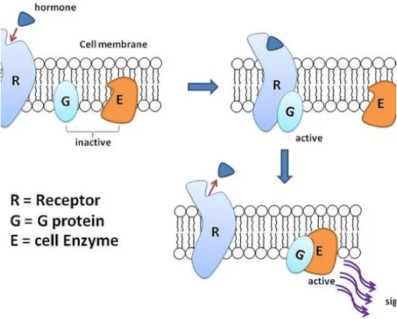 G蛋白偶联受体如何工作 - 知乎