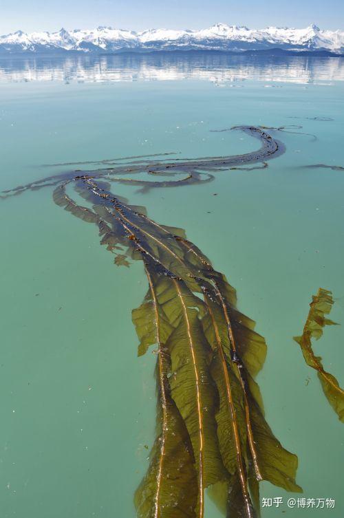 海带目Laminariales:壮丽巨藻，海中森林的创建者 - 知乎
