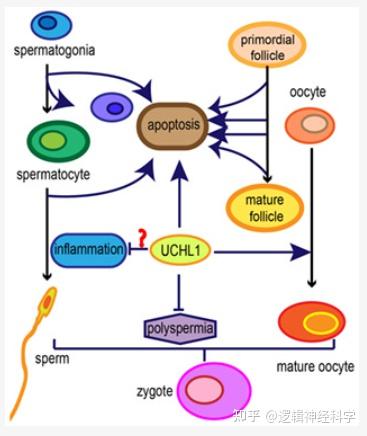 Cell Prolif 综述︱西北农林科技大学华进联团队提出UCHL1在哺乳动物卵母细胞成熟及精子发生中是一把双刃剑 - 知乎