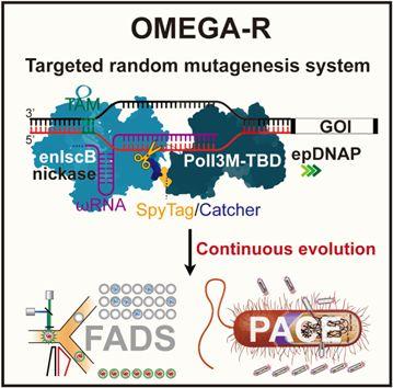 态创生物开发新型靶向随机突变系统OMEGA-R，成果被Cell子刊接收 - 知乎