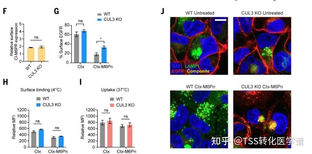 【Science】通过溶酶体靶向嵌合体(LYTACs)靶向降解膜蛋白的决定性因素研究 - 知乎