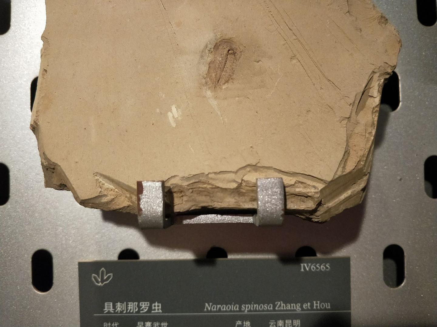 地质博物馆记行：馆藏.寒武纪篇 - 知乎