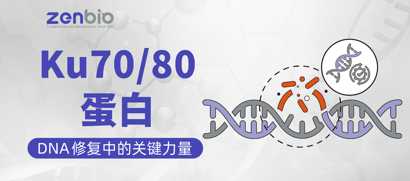 解密DNA修复中的关键力量：Ku70/80蛋白 - 知乎