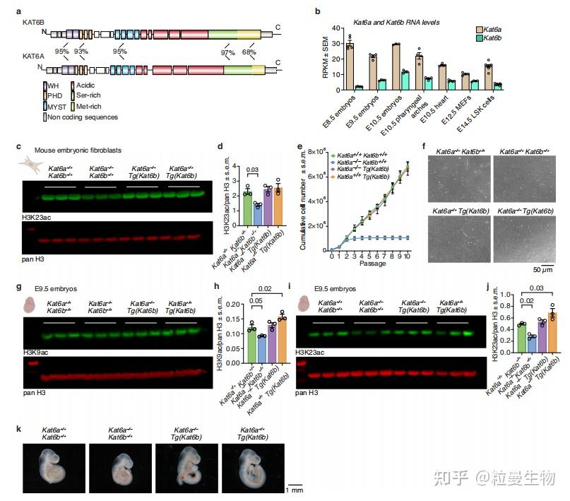KAT6B过表达：拯救KAT6A缺失小鼠的关键突破 - 知乎