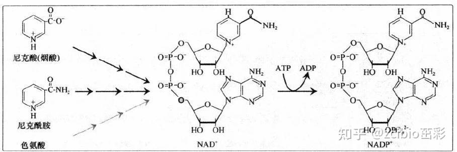 脱氢酶辅因子：NADH、NADPH、FMNH2、FADH2 - 知乎
