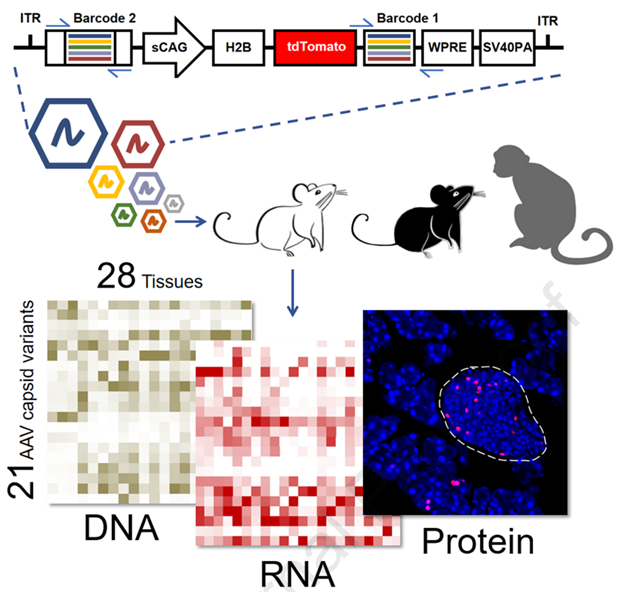 Barcode-seq高通量AAV血清型筛选：从 C57BL/6、BALB/c 小鼠到食蟹猴 - 知乎