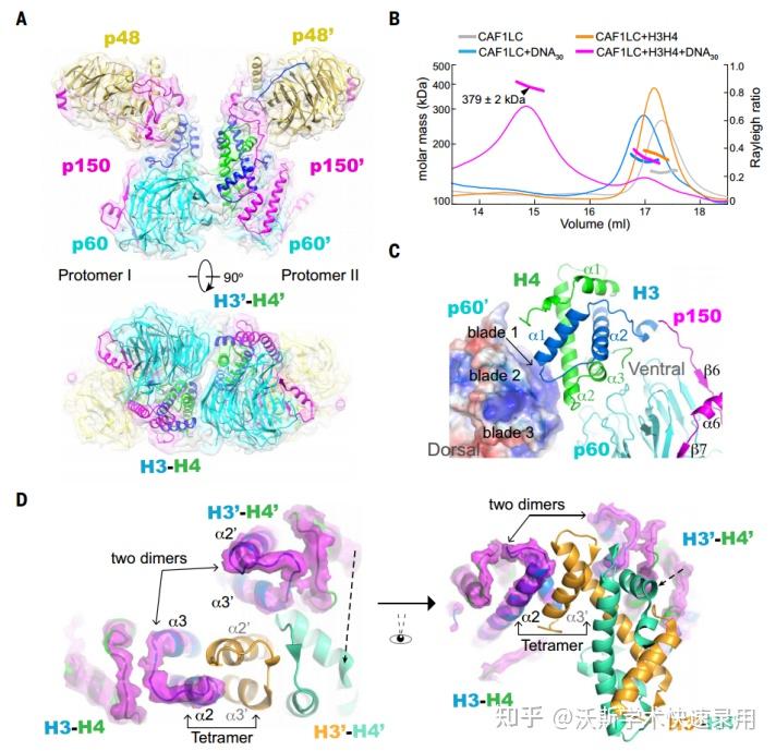 Science | 揭示染色质组装因子CAF-1介导核小体装配的结构基础 - 知乎