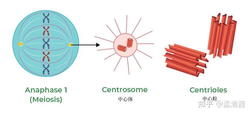 29岁“金发博导”死磕女性不育难题，发现人类卵子分裂错误的分子机制，如何看待这一成果？ - 知乎