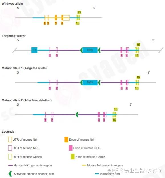 ANGPTL7 & NRL人源化小鼠：助力青光眼与视网膜色素变性广谱疗法研发 - 知乎