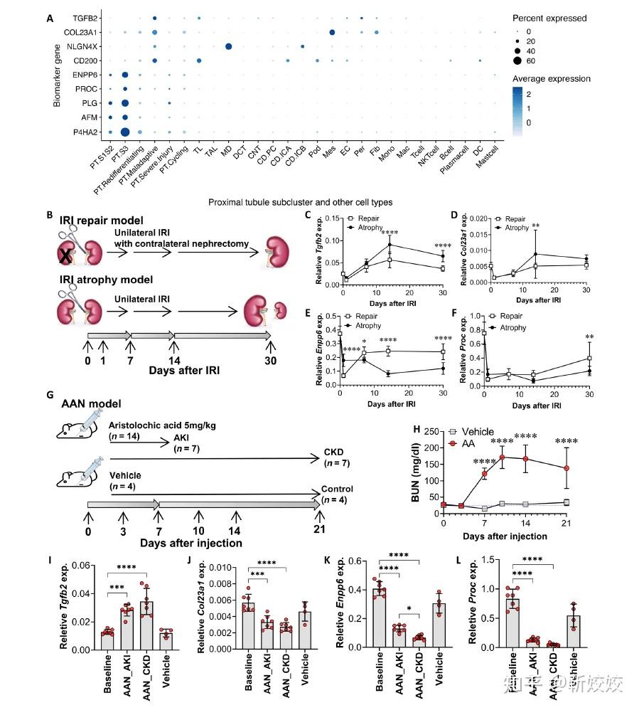 【蛋白质组学文献解读】单细胞核转录组和蛋白质组分析发现近端小管损伤不适应的标志物 - 知乎