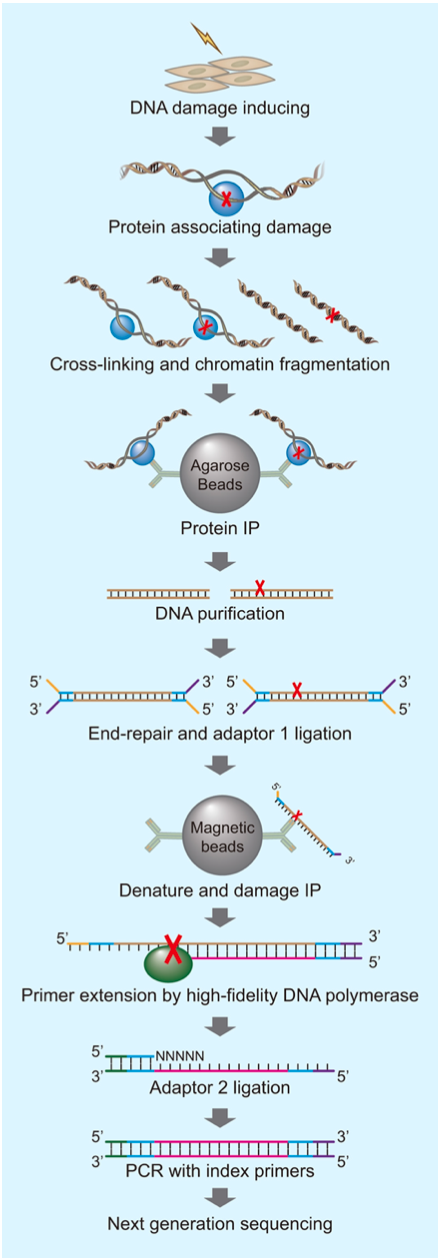 复旦团队开发蛋白质-DNA损伤测序方法，可用于DNA损伤应答和修复机制研究 - 知乎