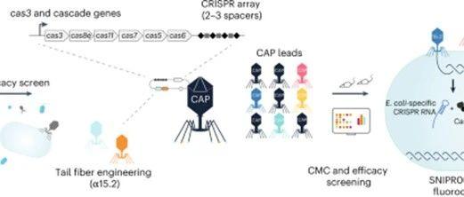 Nat Biotechnol –精准 CRISPR-Cas噬菌体疗法将为重症感染患者带来福音 - 知乎