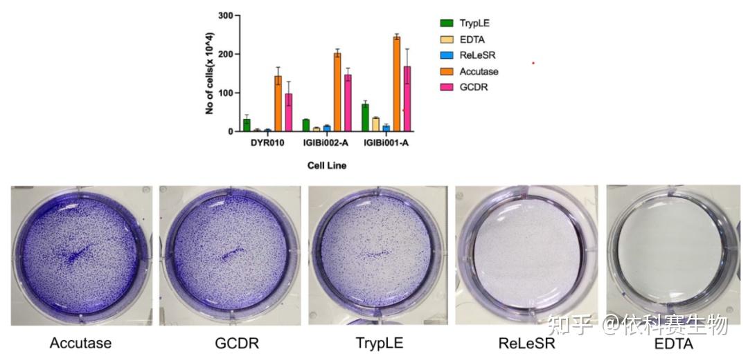 单克隆细胞株的构建与筛选流程是什么？ - 知乎