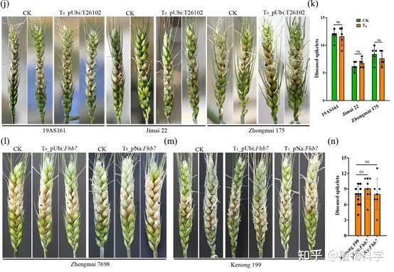 多家“争议”！与2020年山东农大发表《Science》结果不一致，Fhb7是抗病基因？ - 知乎