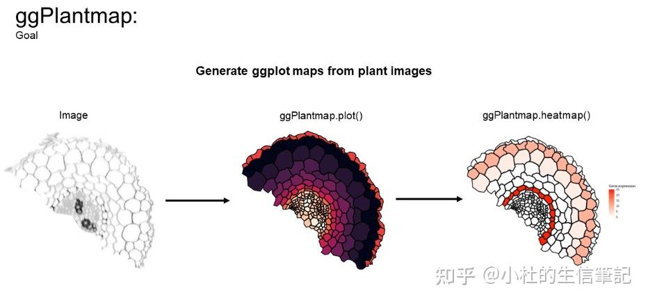 如何绘制植物组织特异性热图？ - 知乎